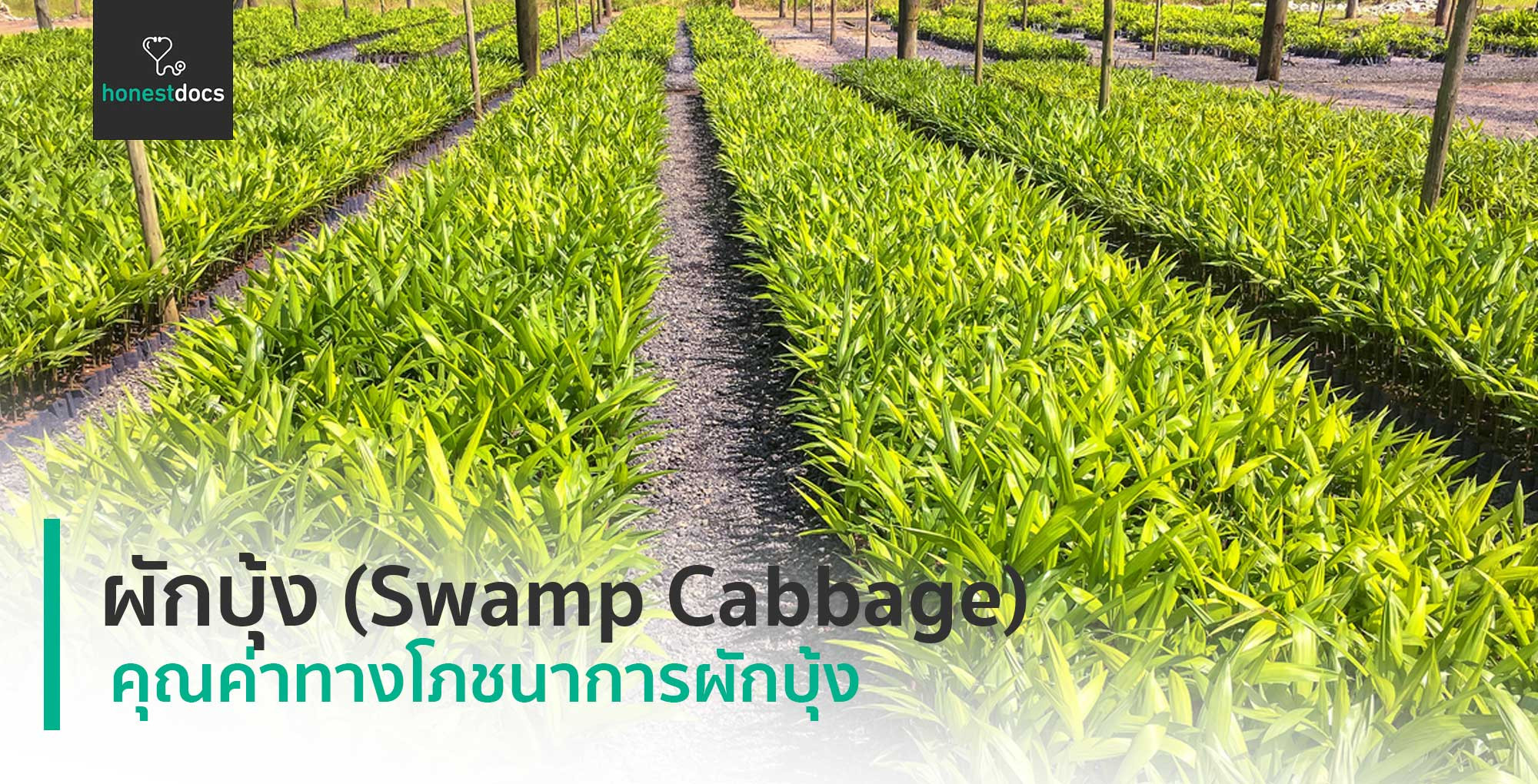ผักบุ้ง (Swamp Cabbage) | HD สุขภาพดี เริ่มต้นที่นี่
