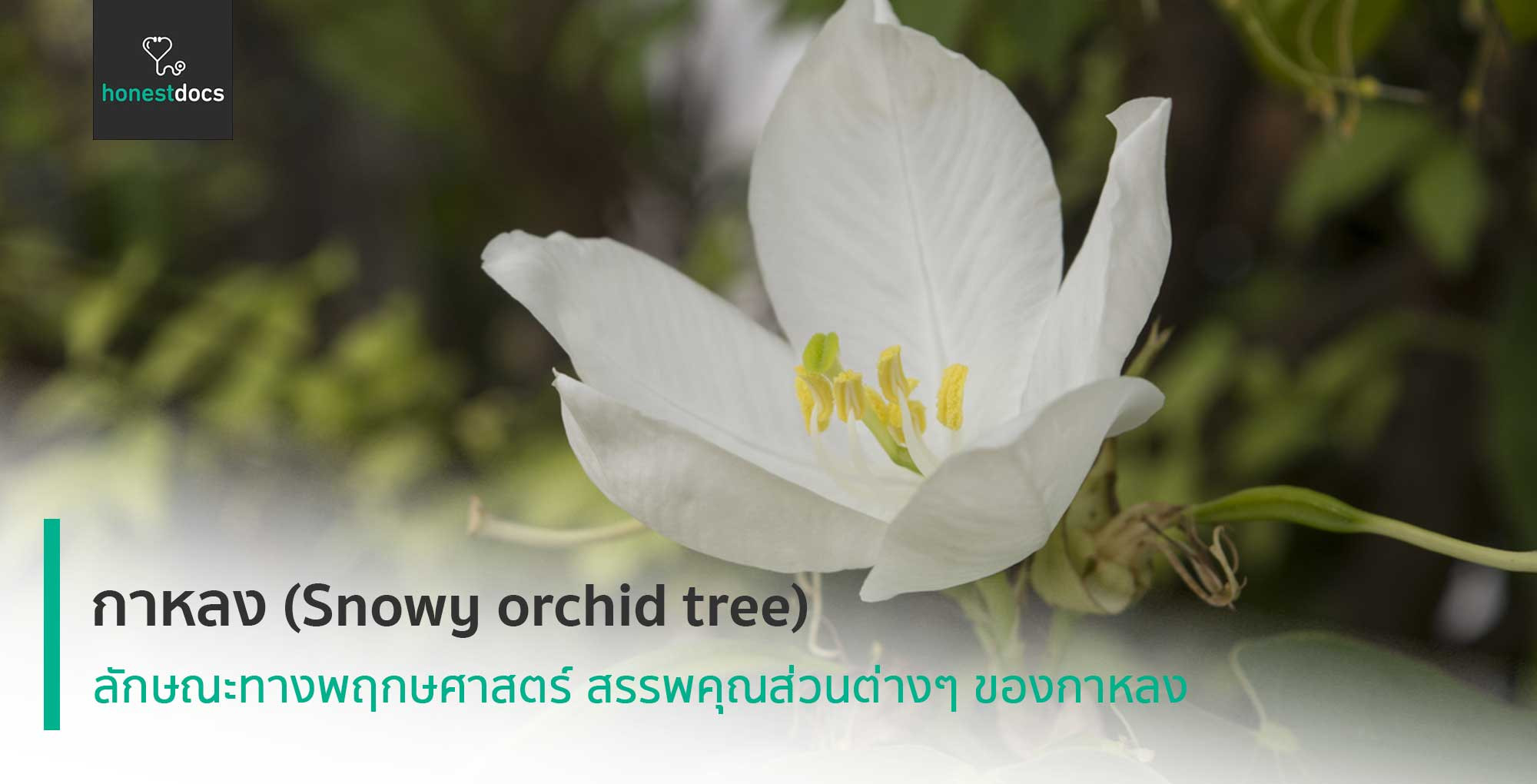กาหลง ข้อมูล สรรพคุณ ข้อควรระวัง การใช้เพื่อสุขภาพ Hd สุขภาพดี